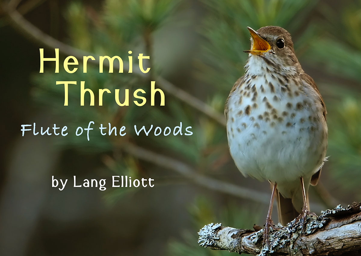 Hermit Thrush Featured Image 1200 X 852 | Music of Nature