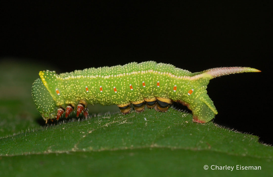 Clearwing Hummingbird Moth - caterpillar | Music of Nature