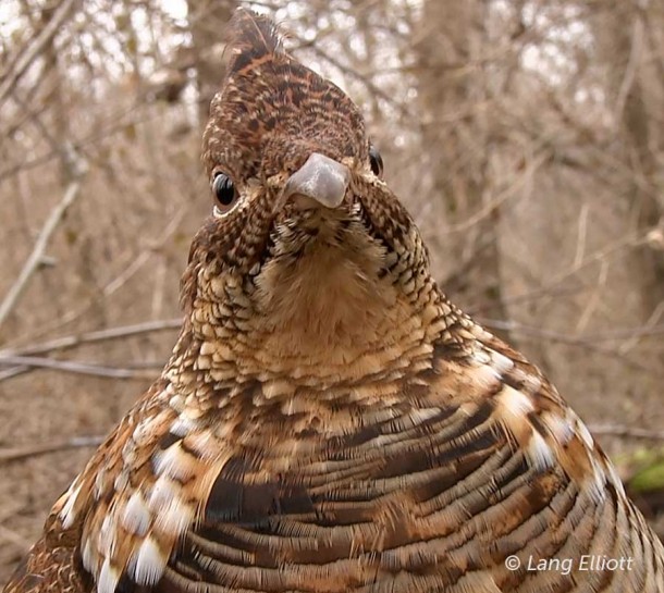 Ruffed Grouse - head-on view | Music of Nature