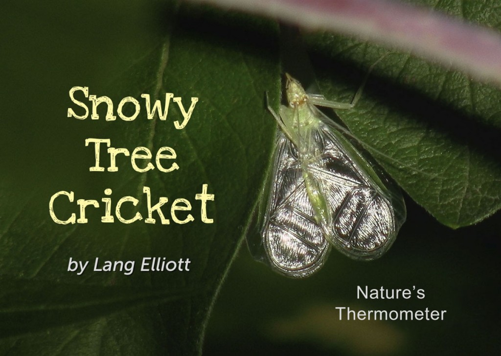Snowy Tree Cricket - Featured Image 1200 X 852 | Music of Nature