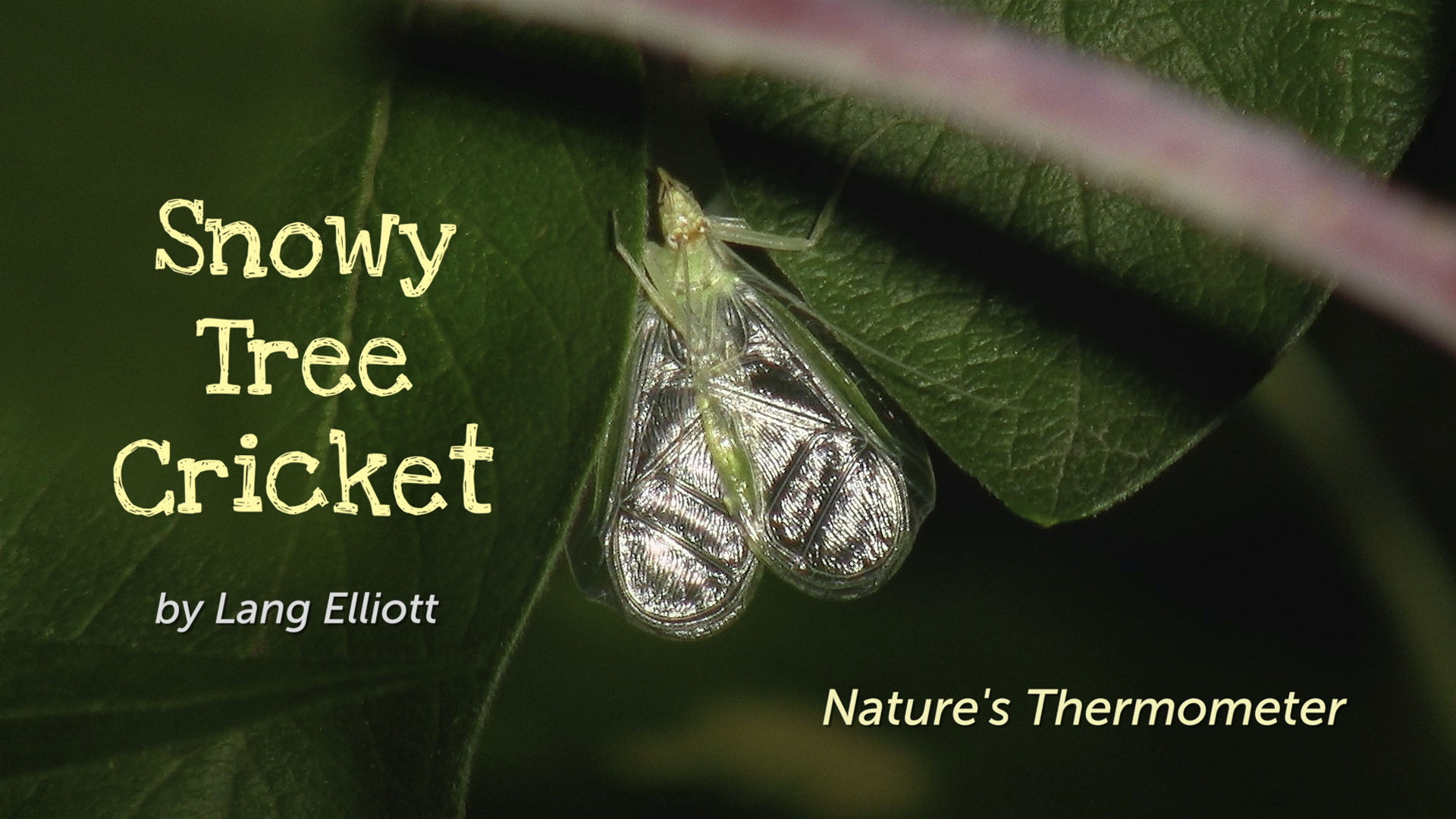 Snowy Tree Cricket - featured image | Music of Nature