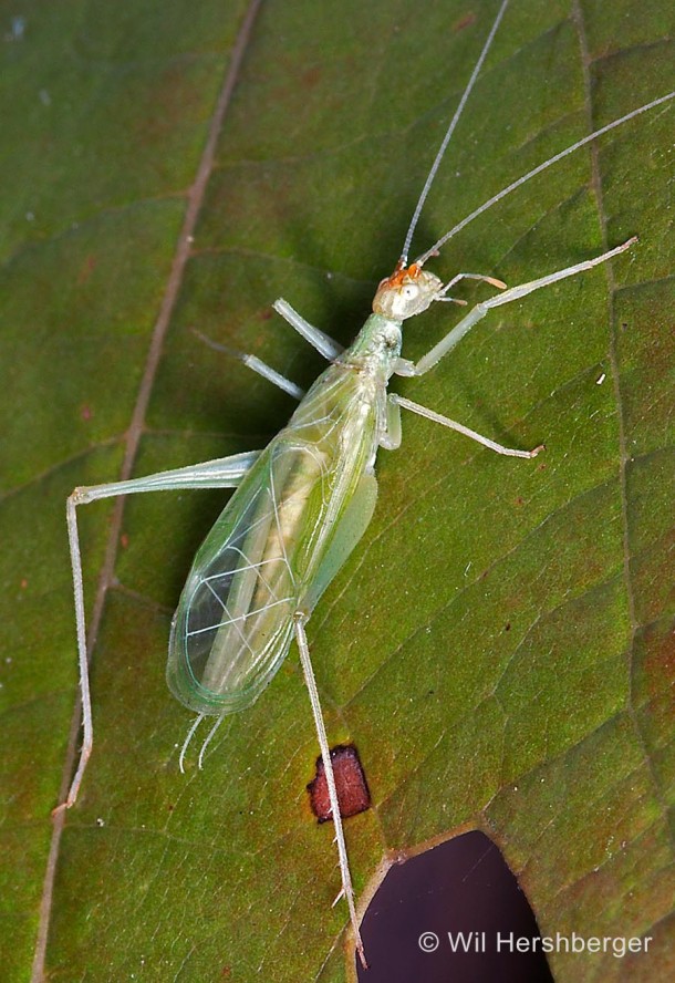 Snowy Tree Cricket - portrait | Music of Nature