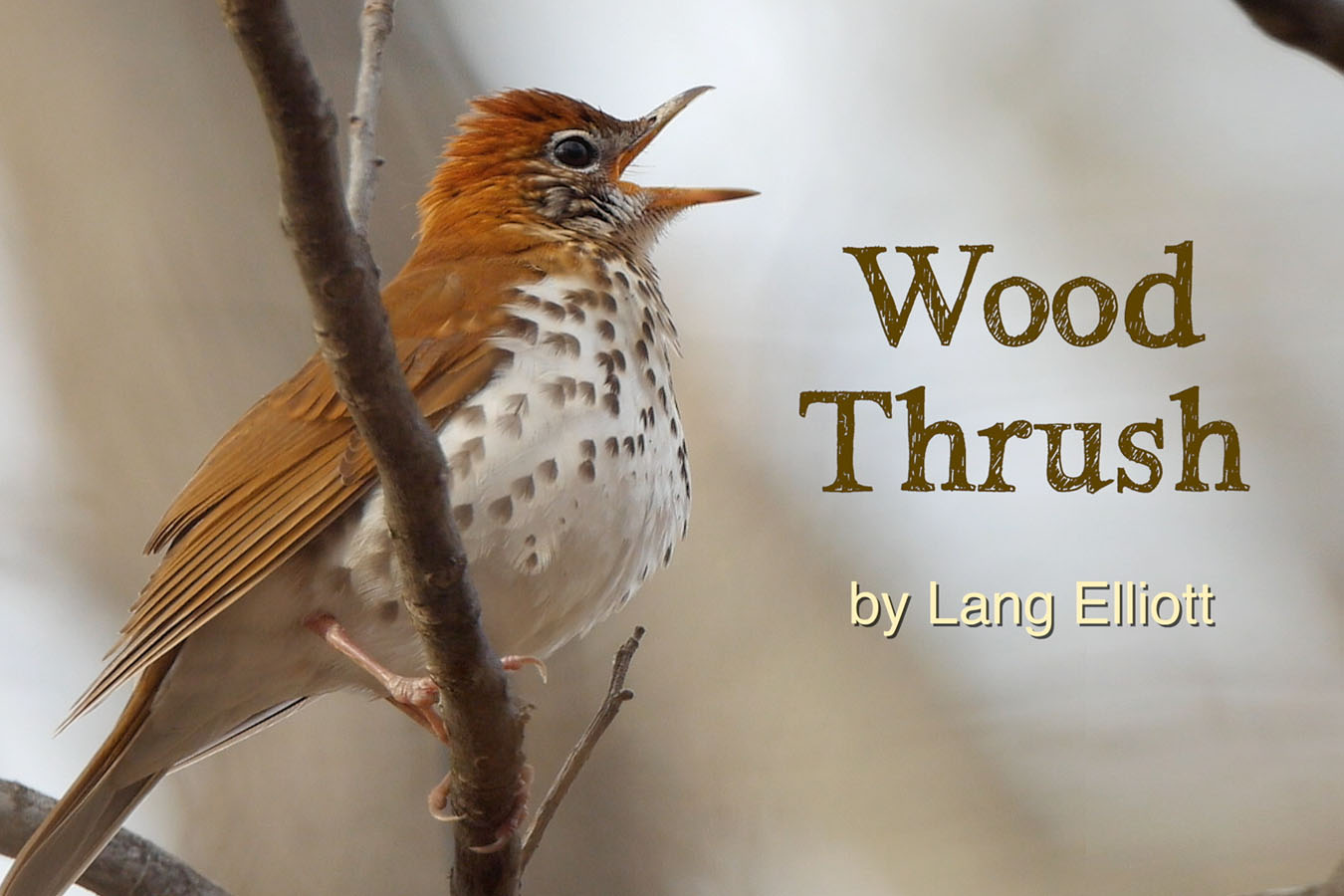 Wood Thrush - featured image 1350X900 | Music of Nature