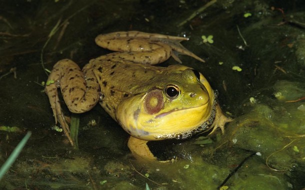Calls of Frogs and Toads of the Northeast | Music of Nature
