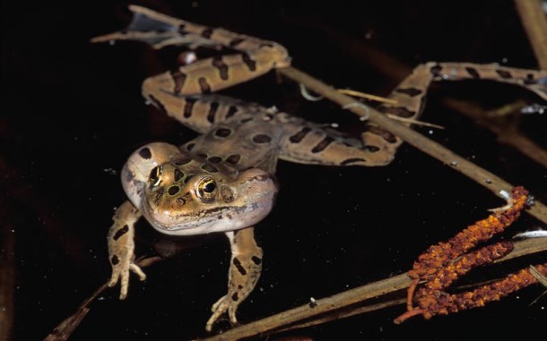 Calls of Frogs and Toads of the Northeast | Music of Nature