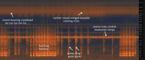 featured_recording_sonogram | Music of Nature