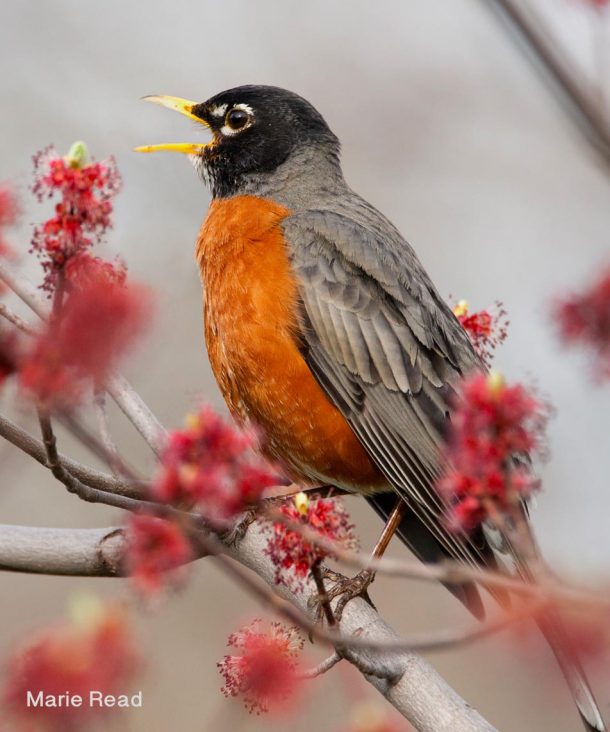A Most Beautiful Robin | Music of Nature