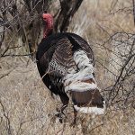 Turkey Roost | Music of Nature