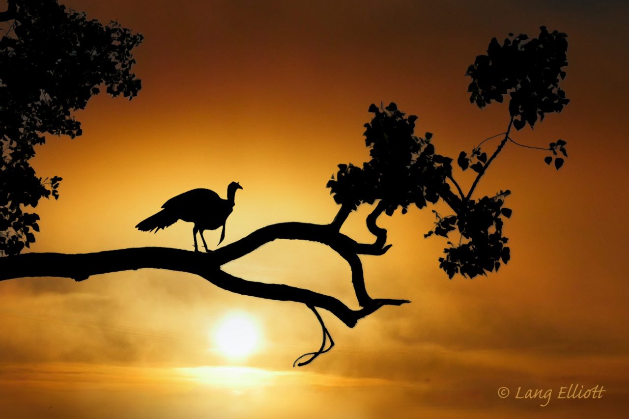 Turkey Roost | Music of Nature