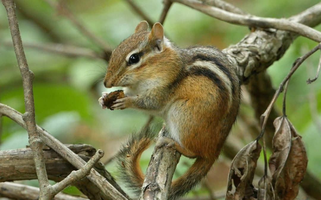 chipmunk-chew copy | Music of Nature